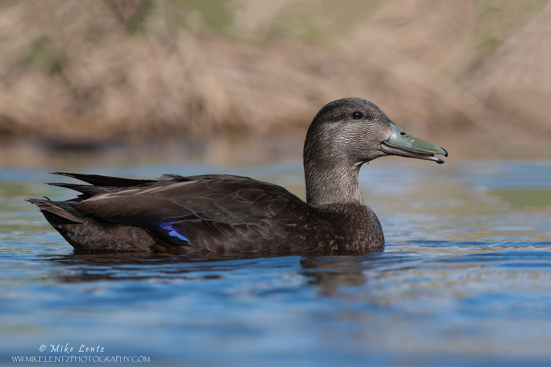 Waterfowl - Mike Lentz Nature Photography