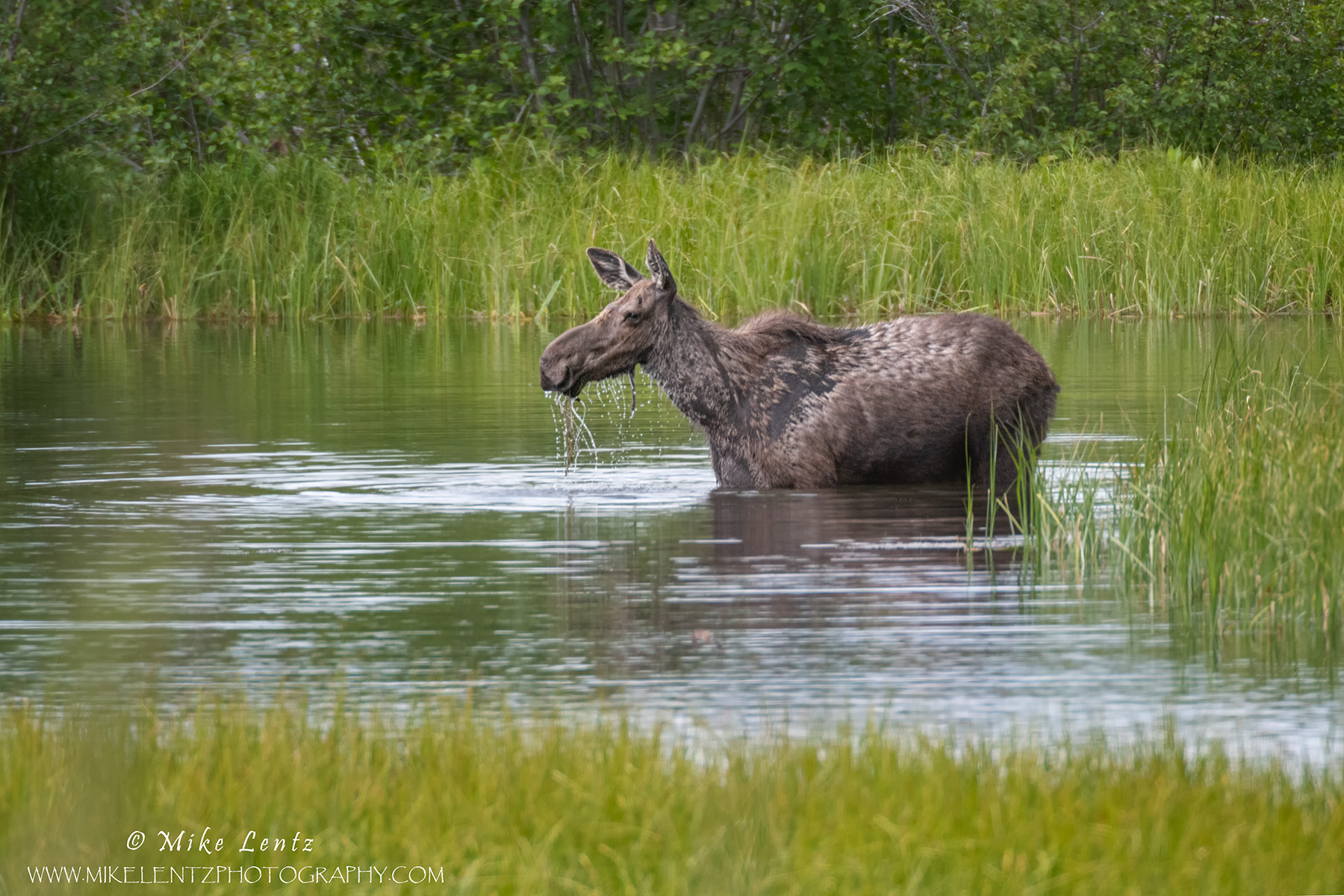 Moose, Elk & Mountain Goats - Mike Lentz Nature Photography