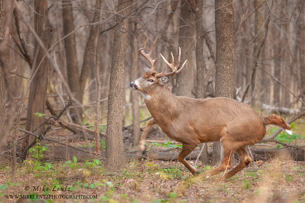 White-tailed Deer - Mike Lentz Nature Photography