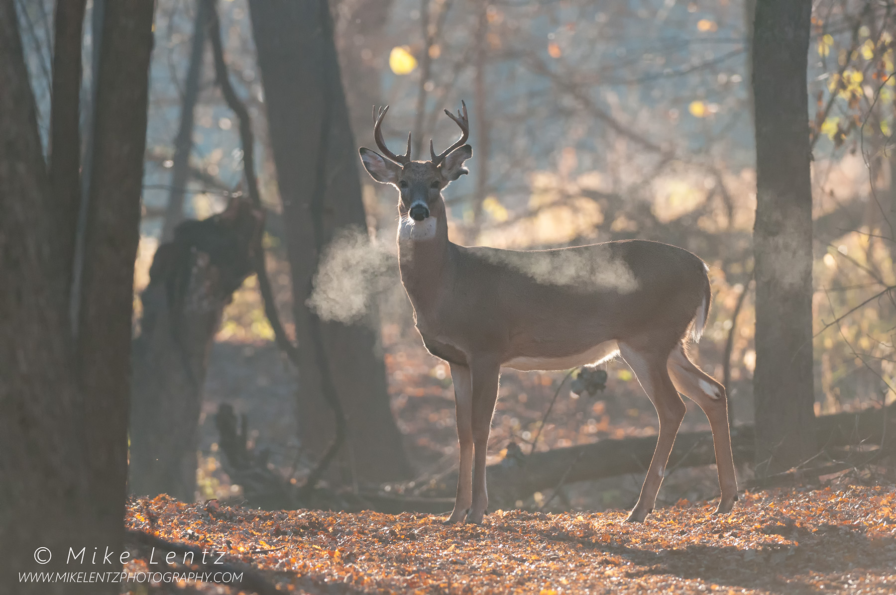 White-tailed Deer - Mike Lentz Nature Photography