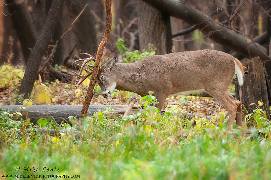 Whitetail Deer Pictures In Trees