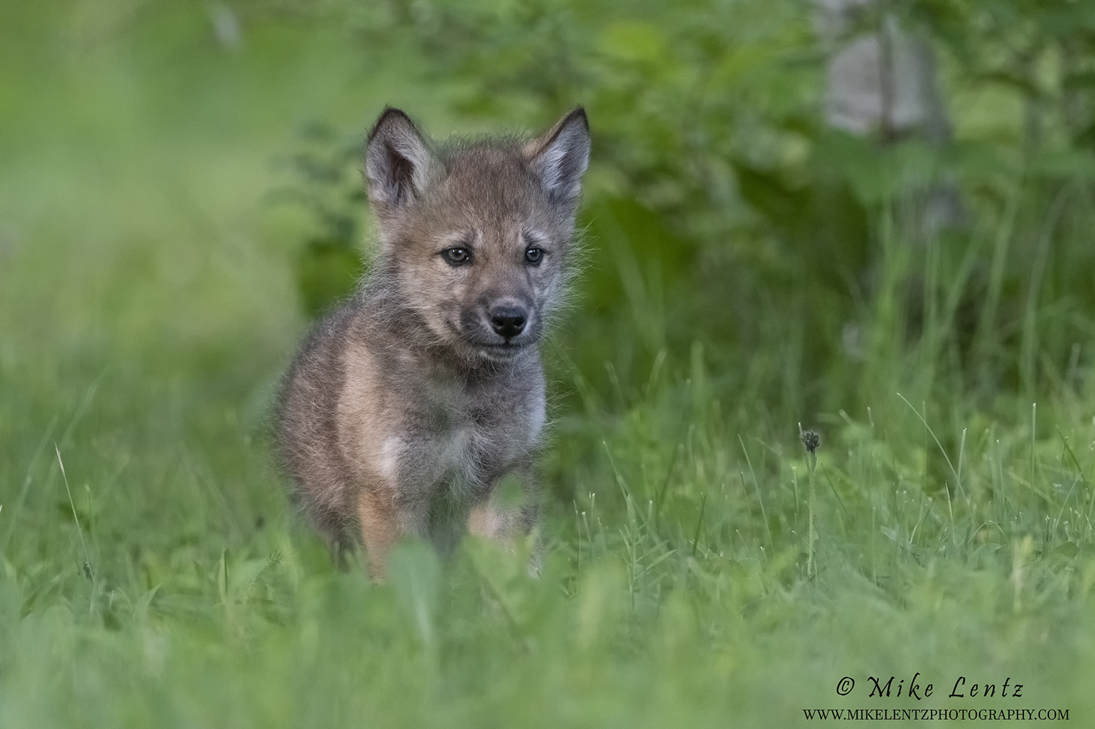 Wolves & Fox - Mike Lentz Nature Photography