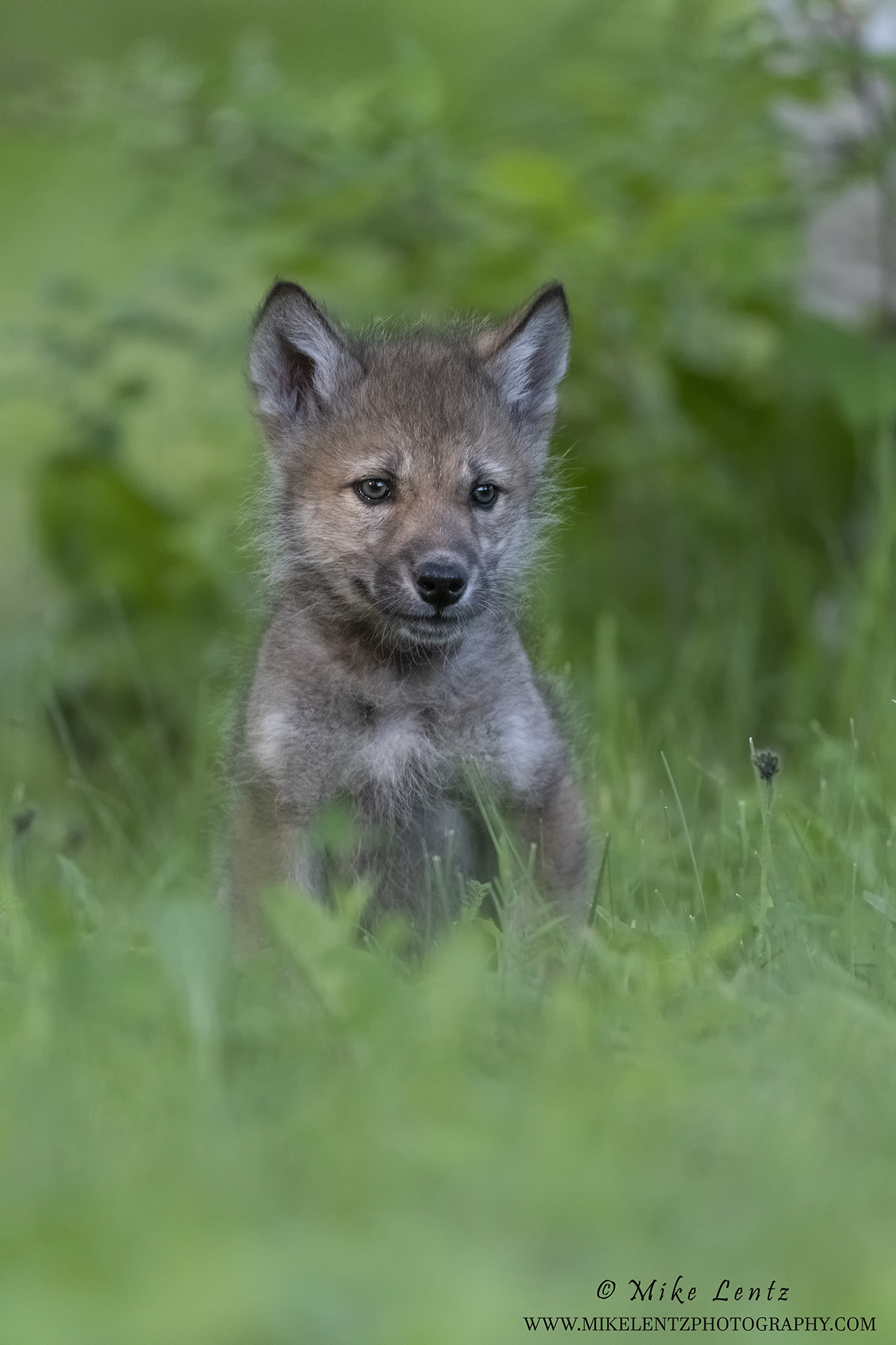 Wolves & Fox - Mike Lentz Nature Photography