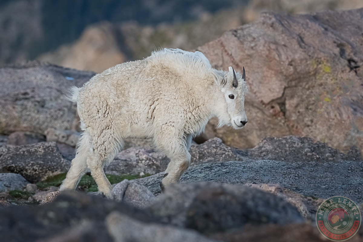 Moose, Elk & Mountain Goats - Mike Lentz Nature Photography