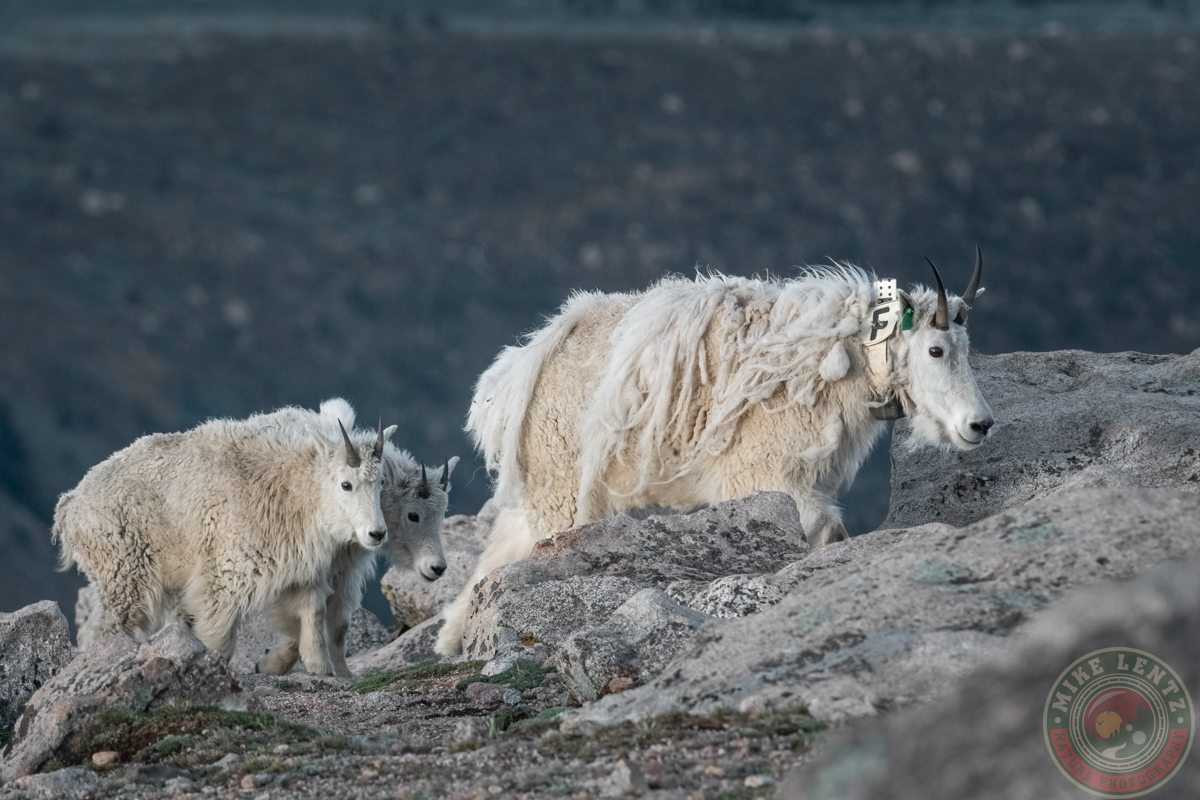 Moose, Elk & Mountain Goats - Mike Lentz Nature Photography