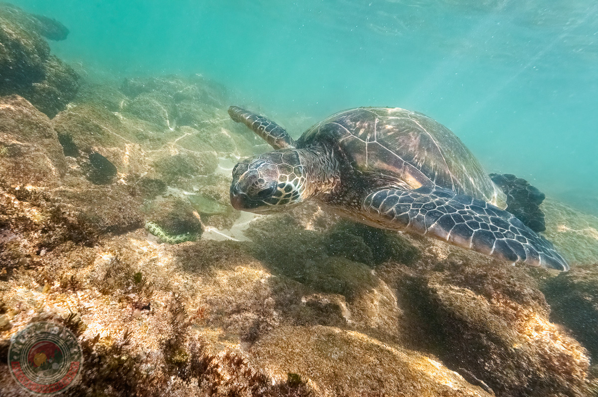 Marine Life - Mike Lentz Nature Photography