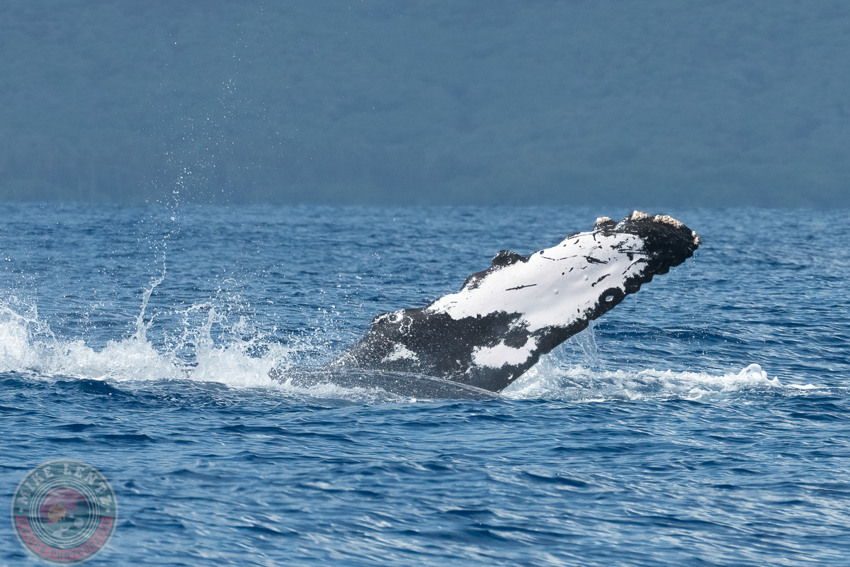 Marine Life - Mike Lentz Nature Photography